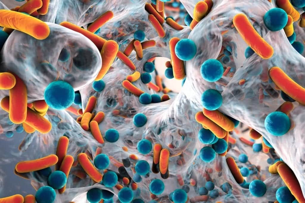 Which Bacterial Strains to Look for in a Probiotic - Wakunaga of America